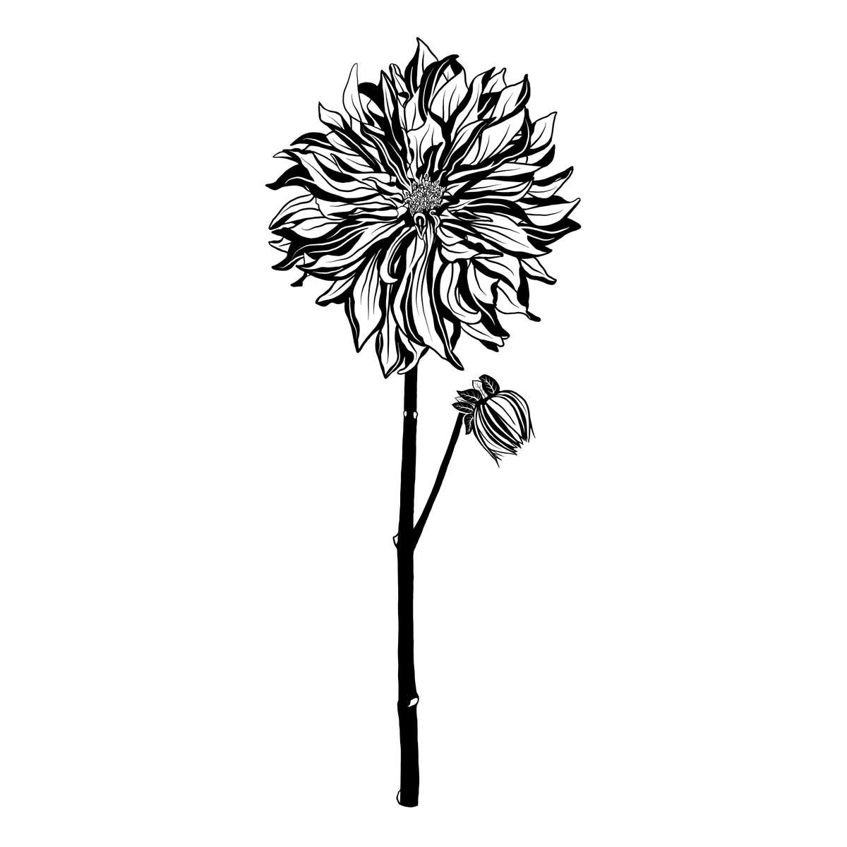 Flower Series Dahlia – Salty Raven