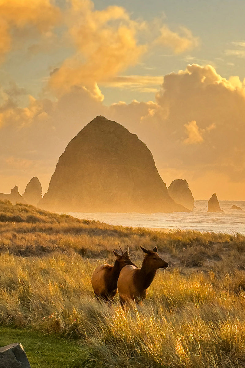 Haystack Couple Postcard – Salty Raven