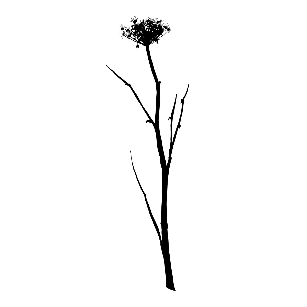 Botanical Series Botanica – Salty Raven