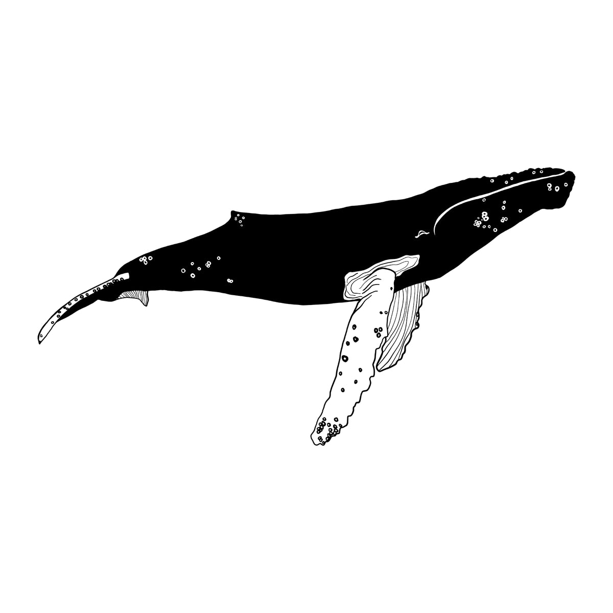 Whale Series Humpback Whale – Salty Raven