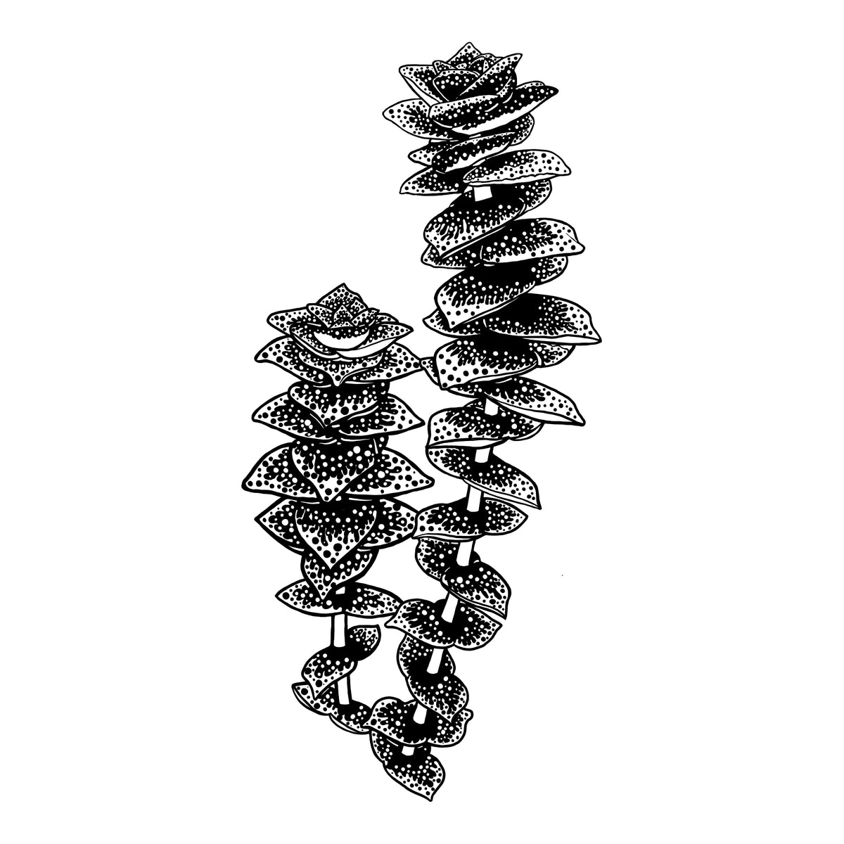Succulent Series Climbing Succulent – Salty Raven